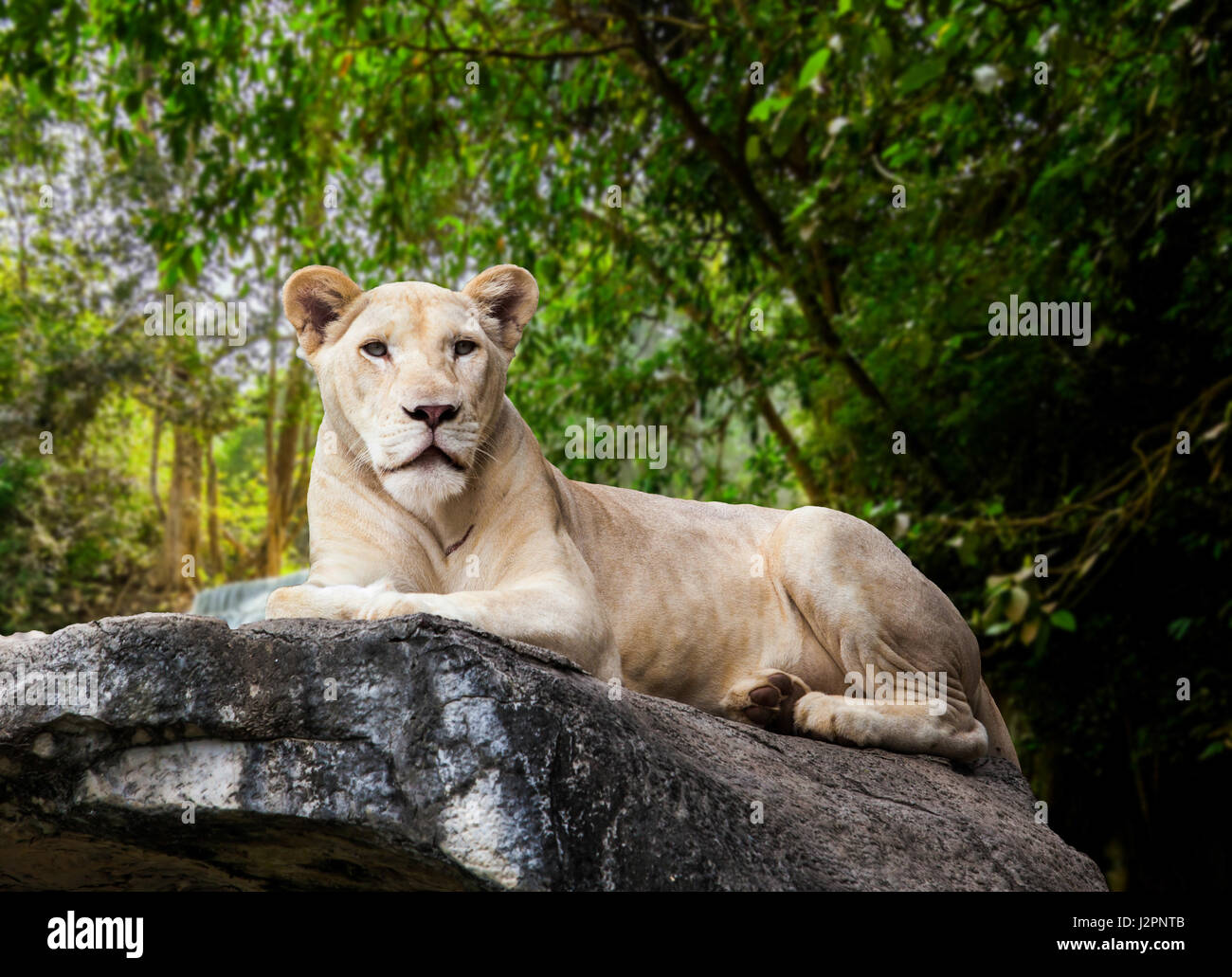 White lioness hi-res stock photography and images - Alamy