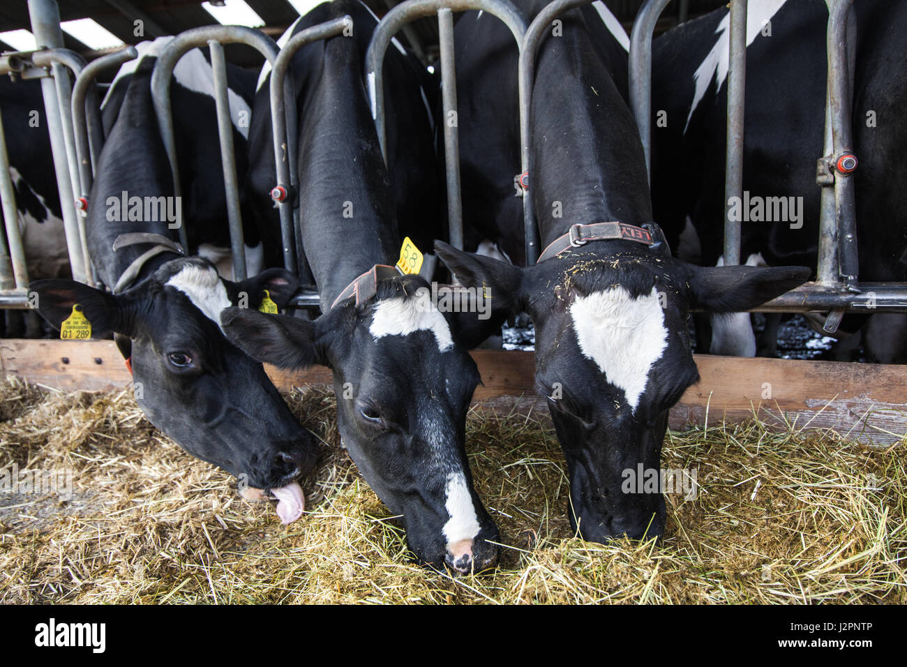 cows in a farm. Dairy cows in a farm Stock Photo - Alamy