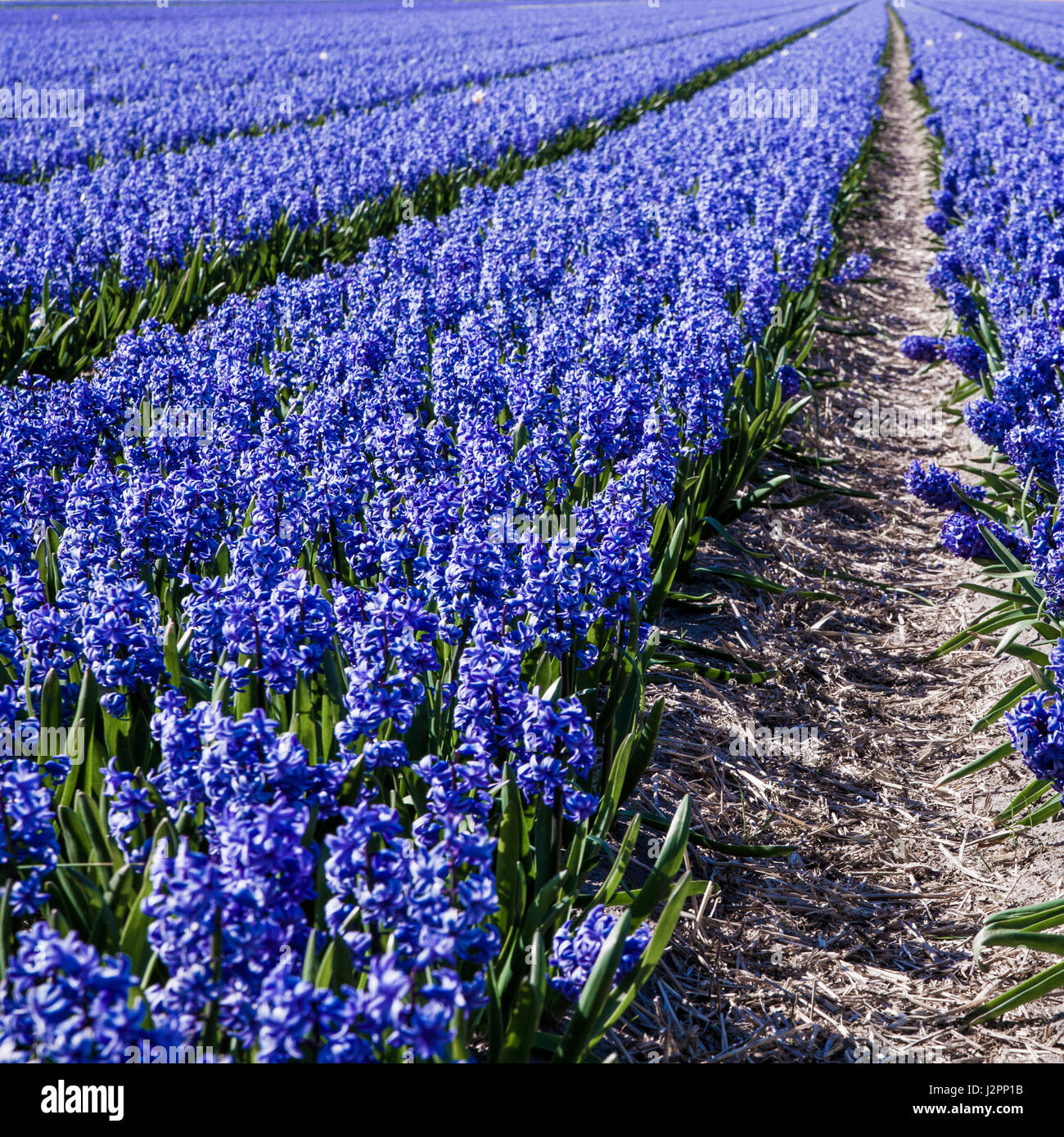 hyacinths in a dutch bulb field Stock Photo - Alamy