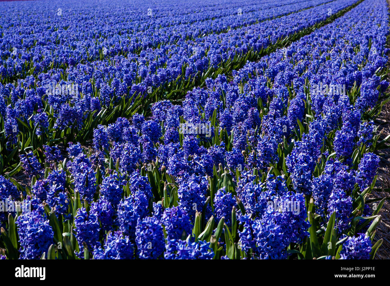 hyacinths in a dutch bulb field Stock Photo - Alamy
