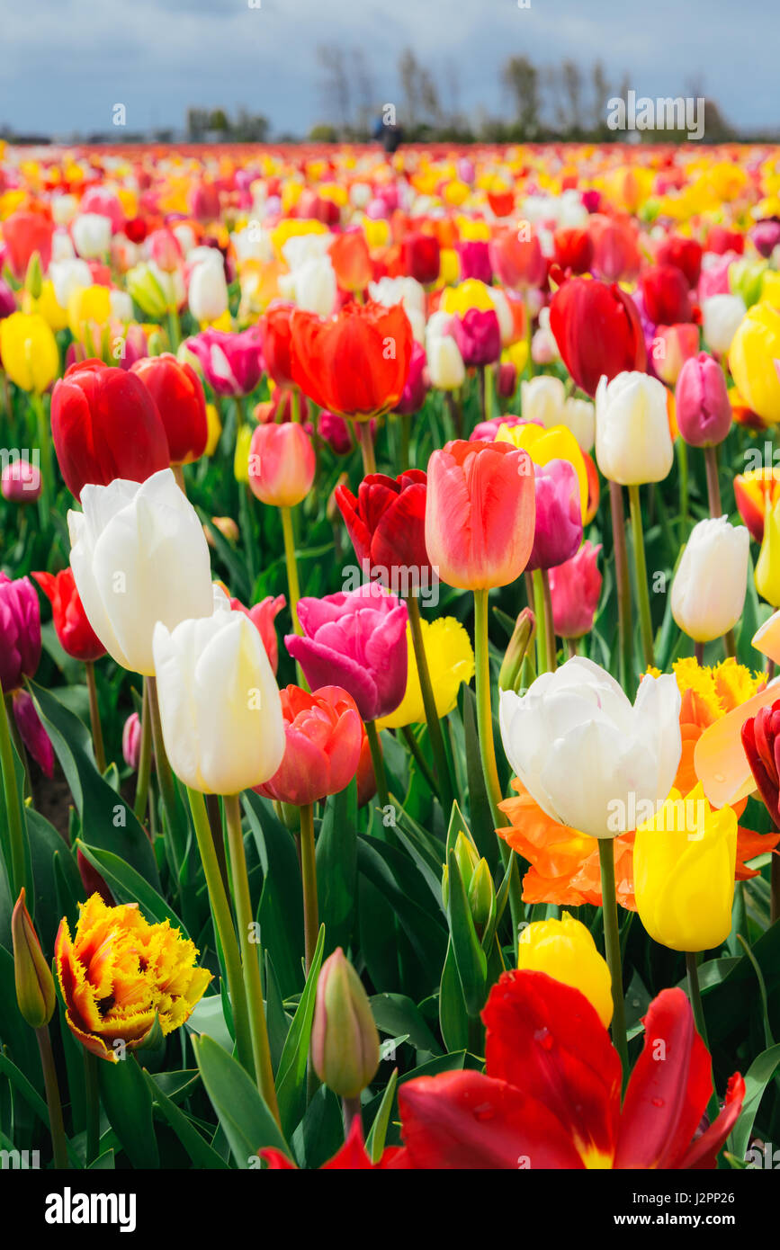 Colourful Dutch tulips near Lisse in the Netherlands Stock Photo - Alamy