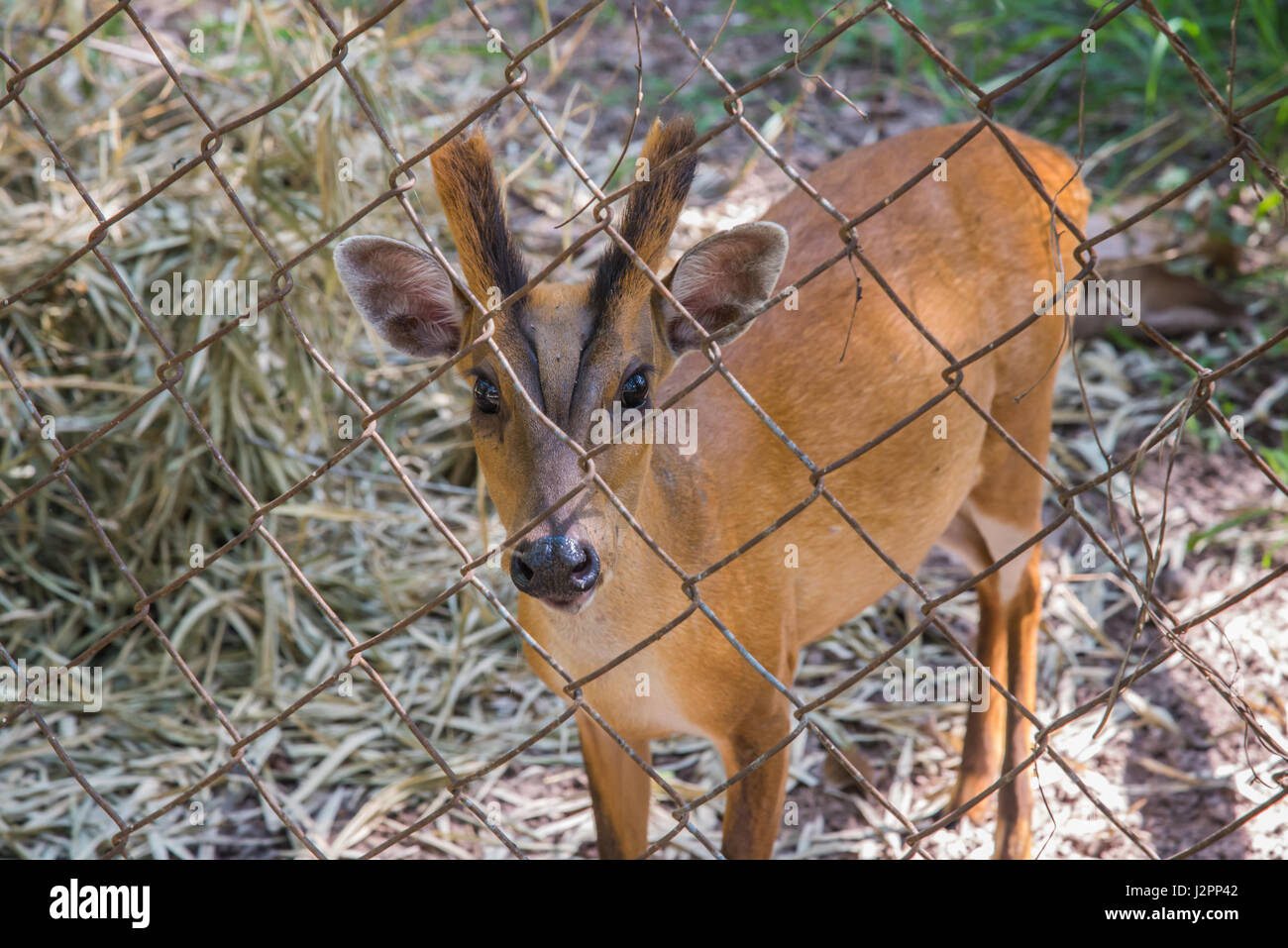 Indian muntjac in cage,Deer wait for food in cage Stock Photo - Alamy