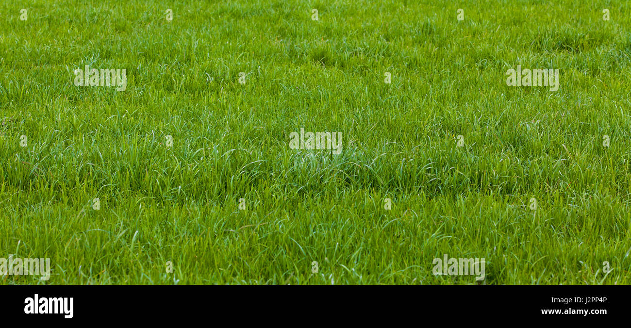 Beautiful green grass. Grass background. Green grass texture Stock ...