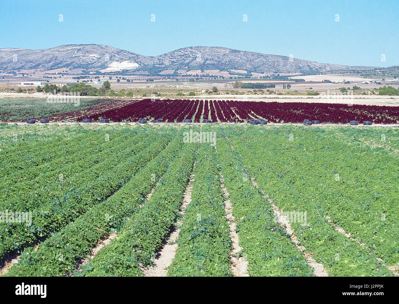 Cultivation field hi-res stock photography and images - Alamy
