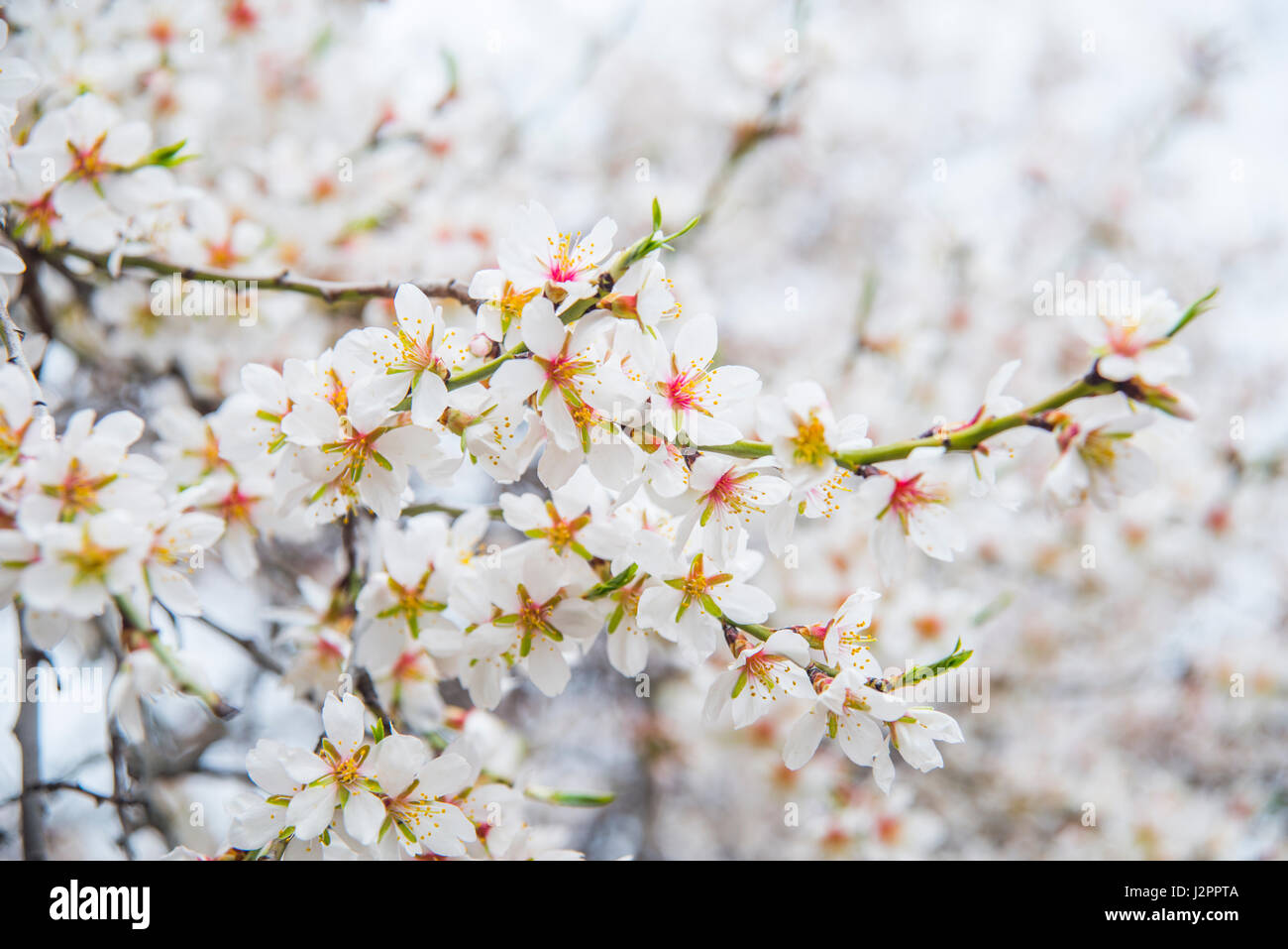 Branches of flowered almond tree. Close view Stock Photo - Alamy