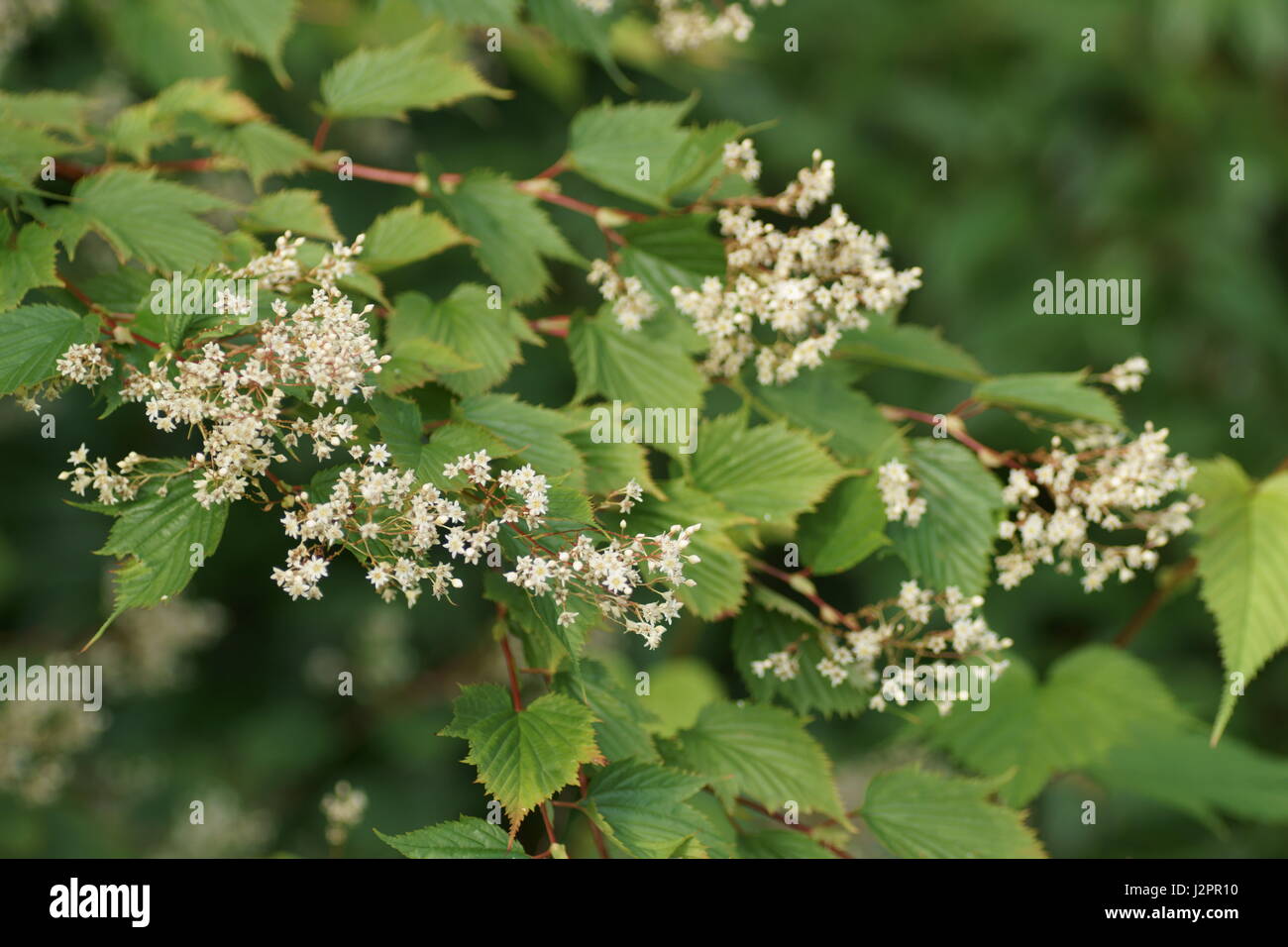 Tanakae hi-res stock photography and images - Alamy