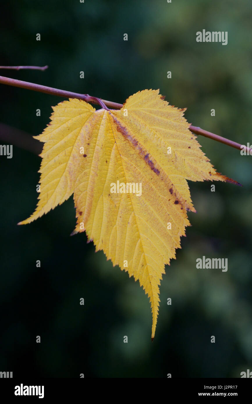 Tanakae hi-res stock photography and images - Alamy