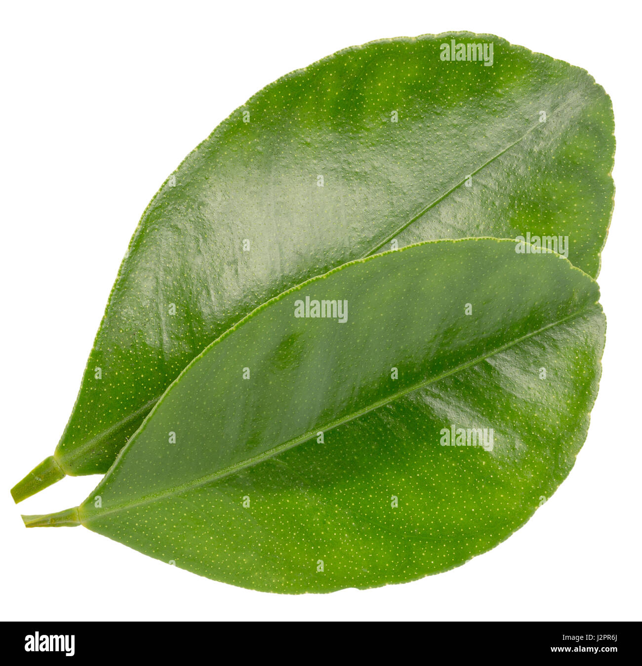 mandarin leaves isolated on a white background Stock Photo - Alamy