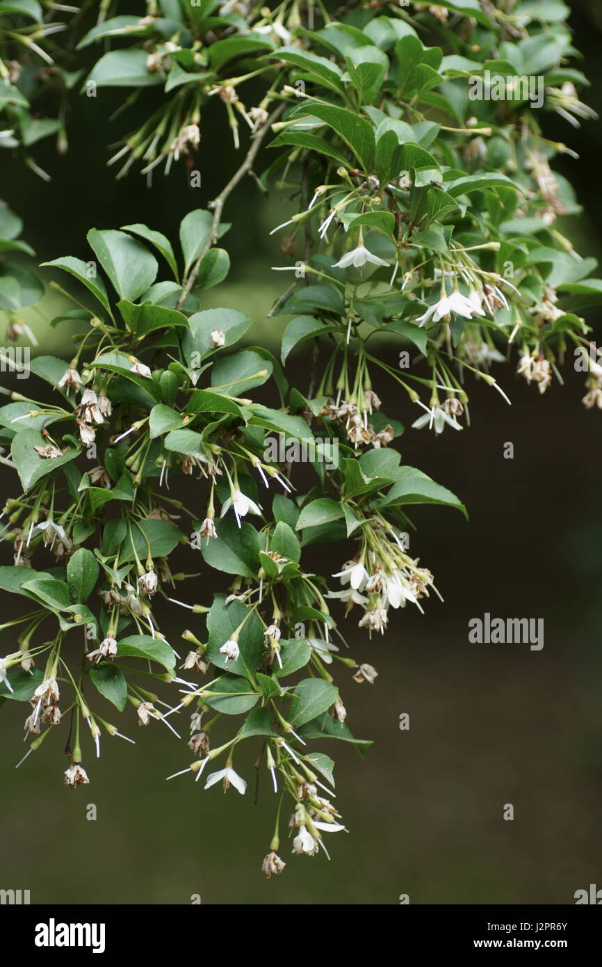 Styrax japonicus japanese snowbell hi-res stock photography and images ...
