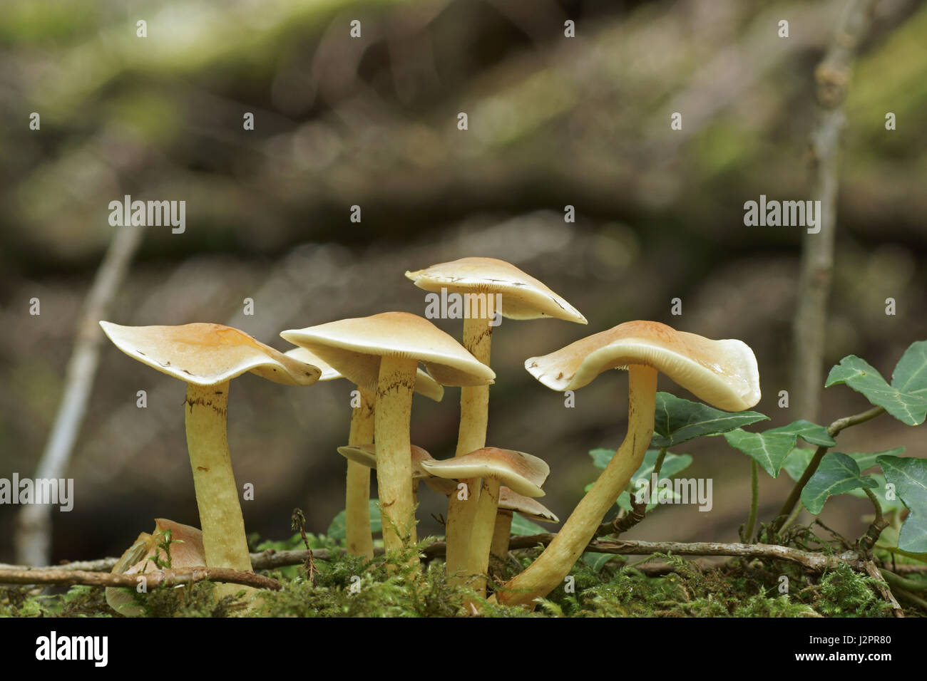 Tufts are not ears hi-res stock photography and images - Alamy