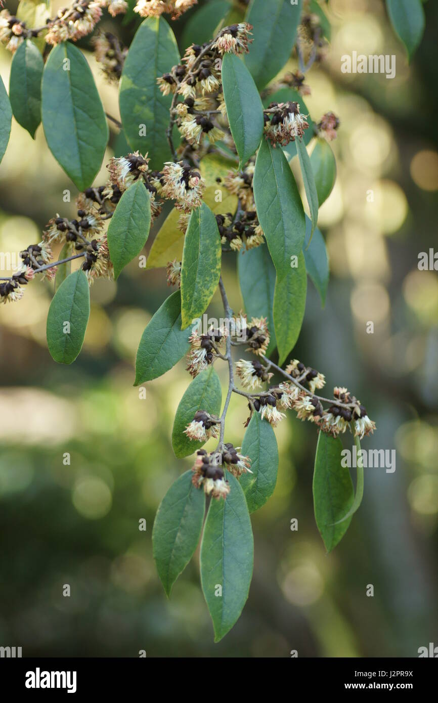 Chinese fighazel sycopsis sinensis hi-res stock photography and images ...