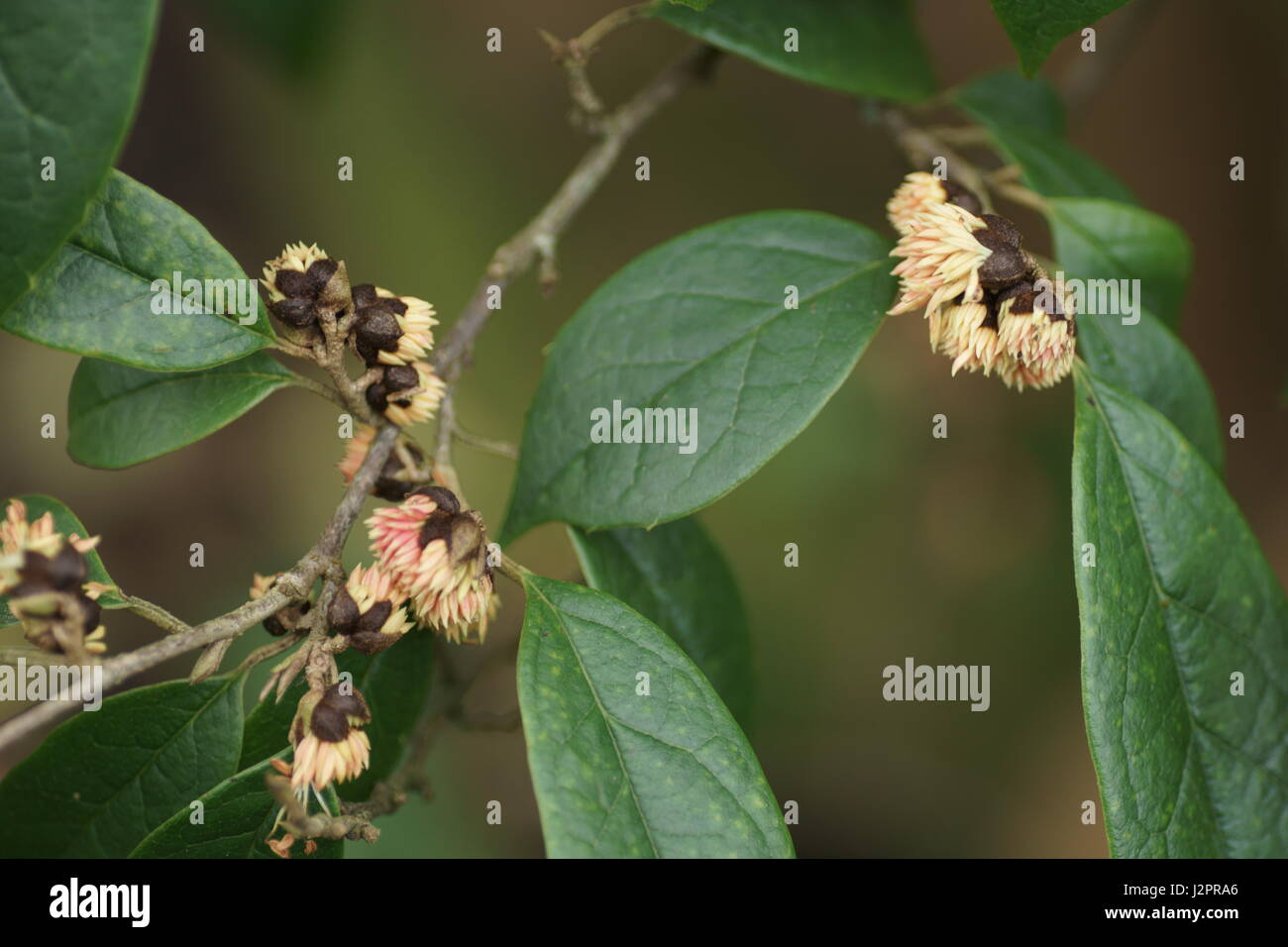 Sycopsis sinensis hi-res stock photography and images - Alamy