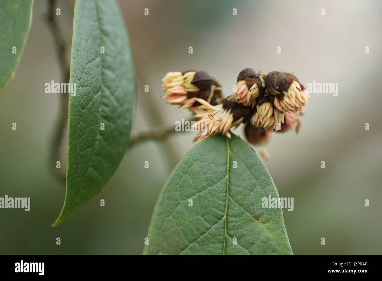 Chinese fighazel sycopsis sinensis hi-res stock photography and images ...