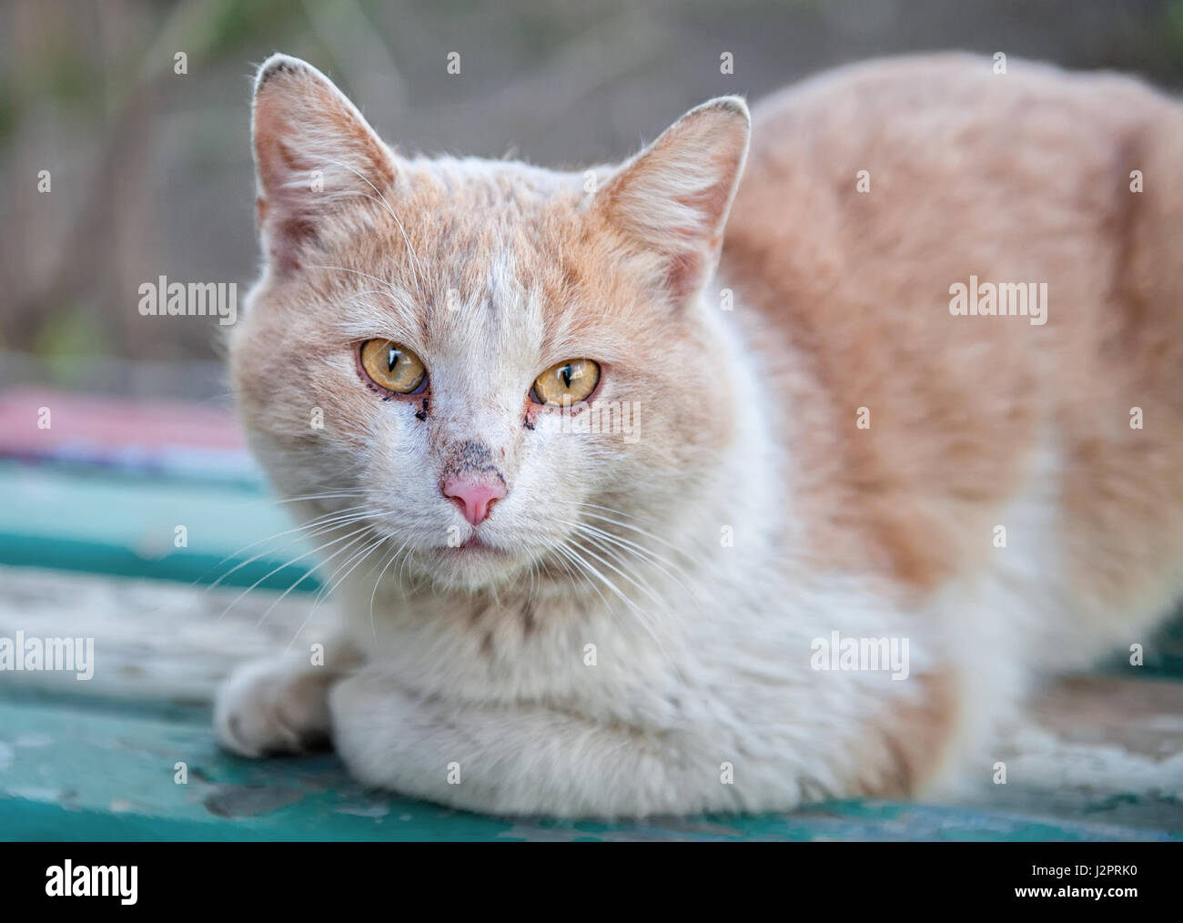 Homeless ginger cat with sad eyes sitting on a wooden surface and ...