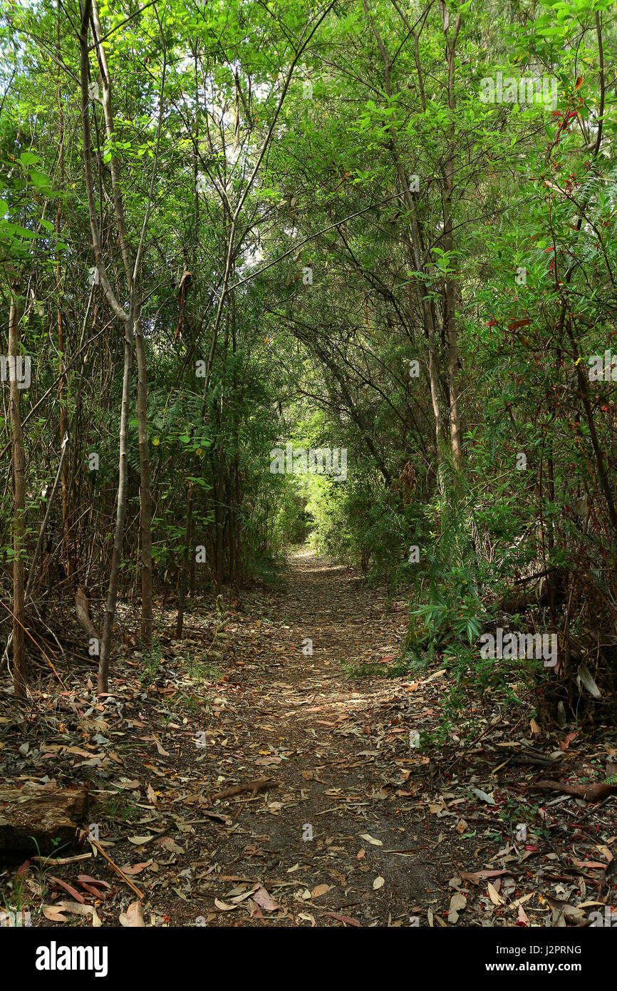 Jungle safari path hi-res stock photography and images - Alamy