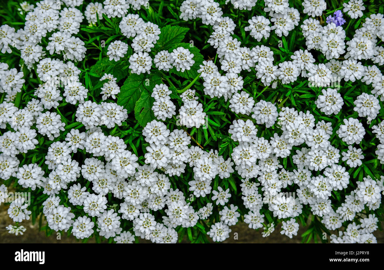 White candytuft display of flowers in a flower bed Stock Photo - Alamy