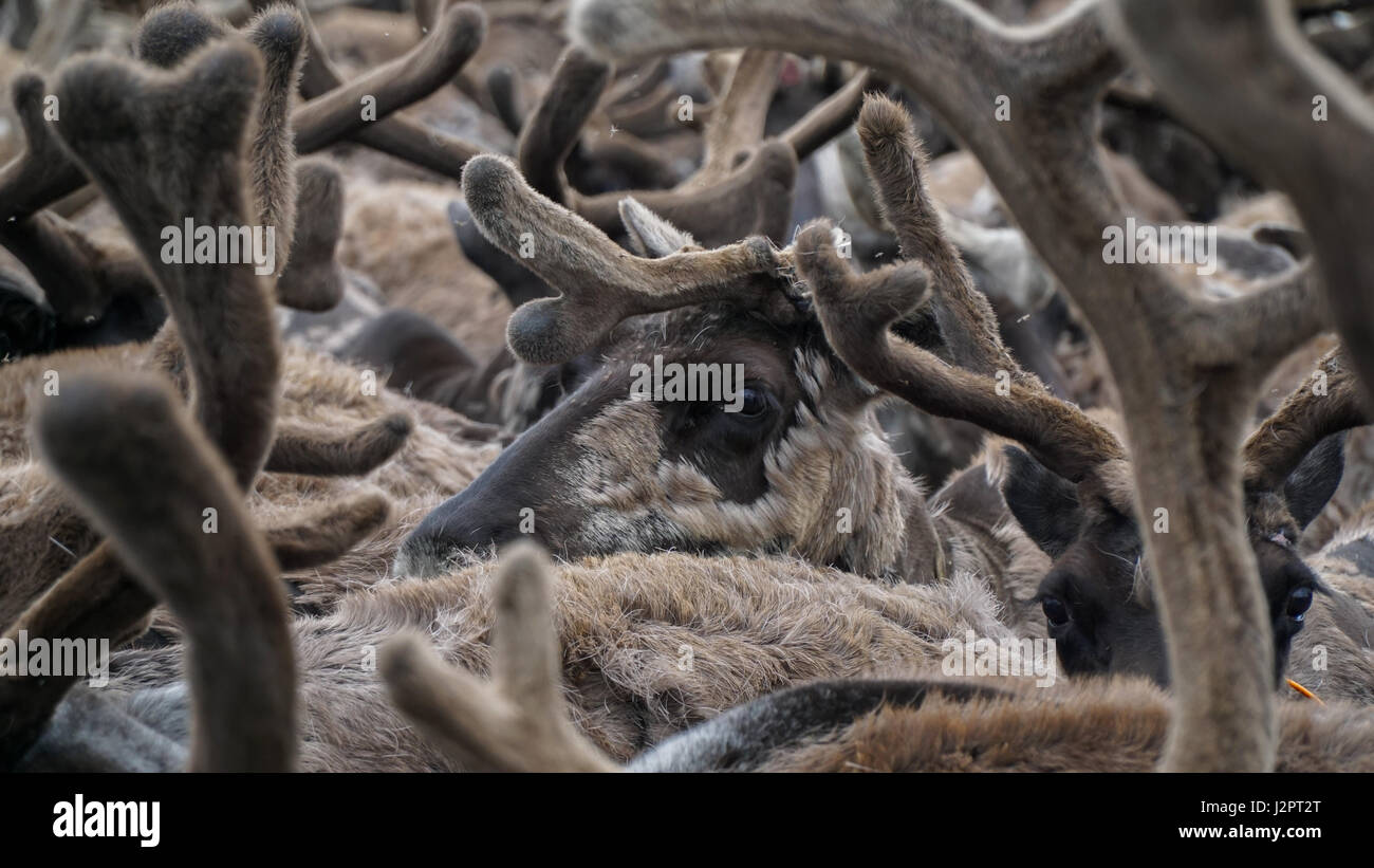 A herd of reindeer, closely standing in the paddock. The Yamal ...