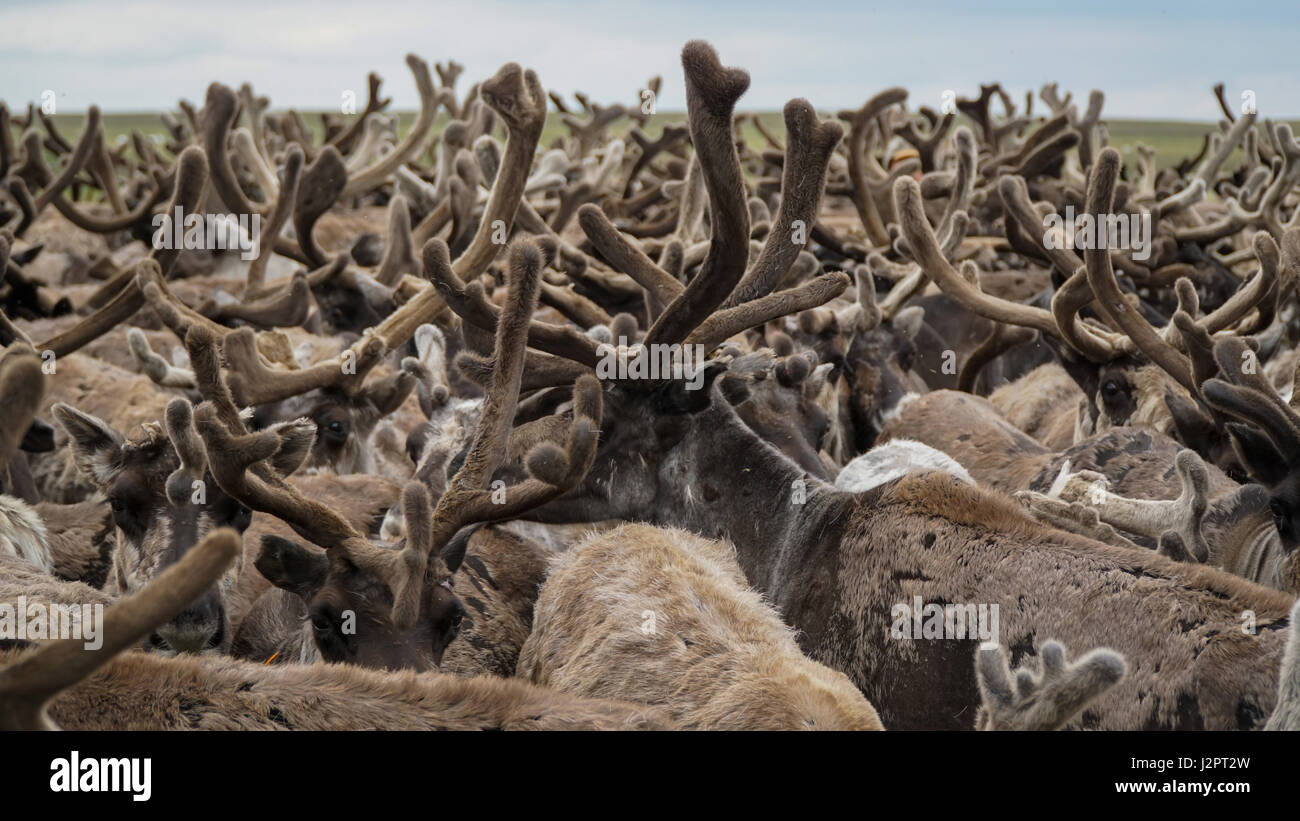 Malitsa hi-res stock photography and images - Alamy