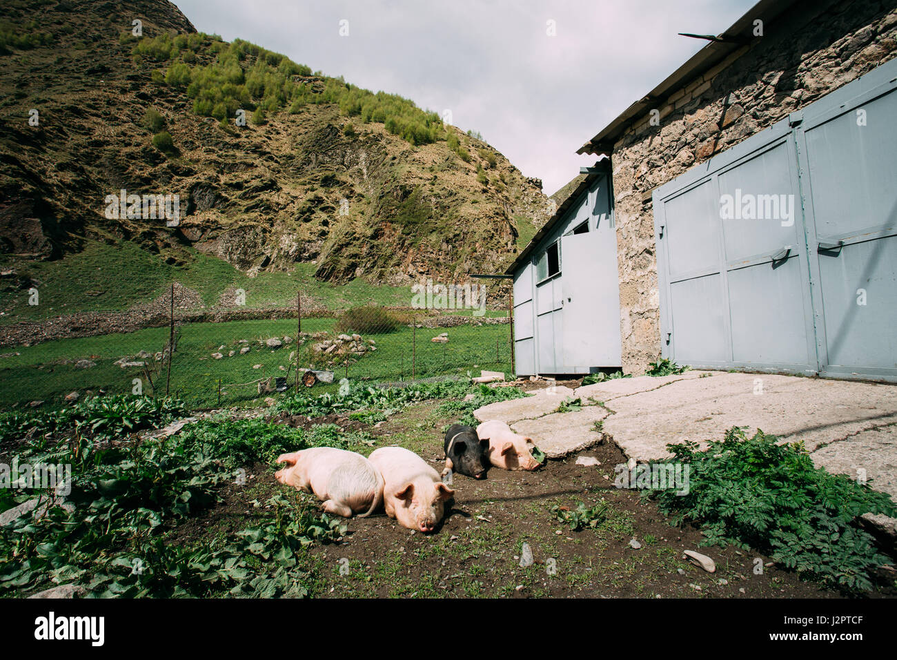 Four Household Pigs Resting On Ground In Dirt In Yard Of Village House ...