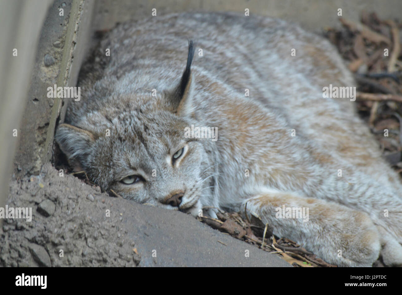 Lynx lying down hi-res stock photography and images - Alamy