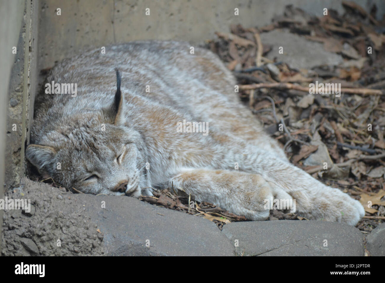 Lynx eyes hi-res stock photography and images - Alamy