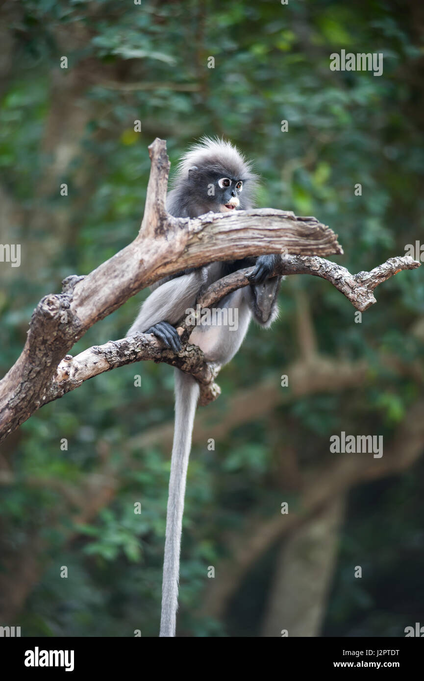 Dusky leaf monkey, Spectacled Langur in Thailand Stock Photo - Alamy