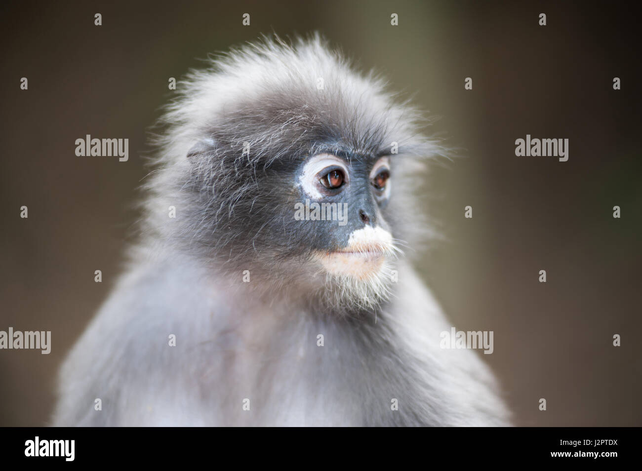 Close up dusky leaf monkey, Spectacled Langur in Thailand Stock Photo ...