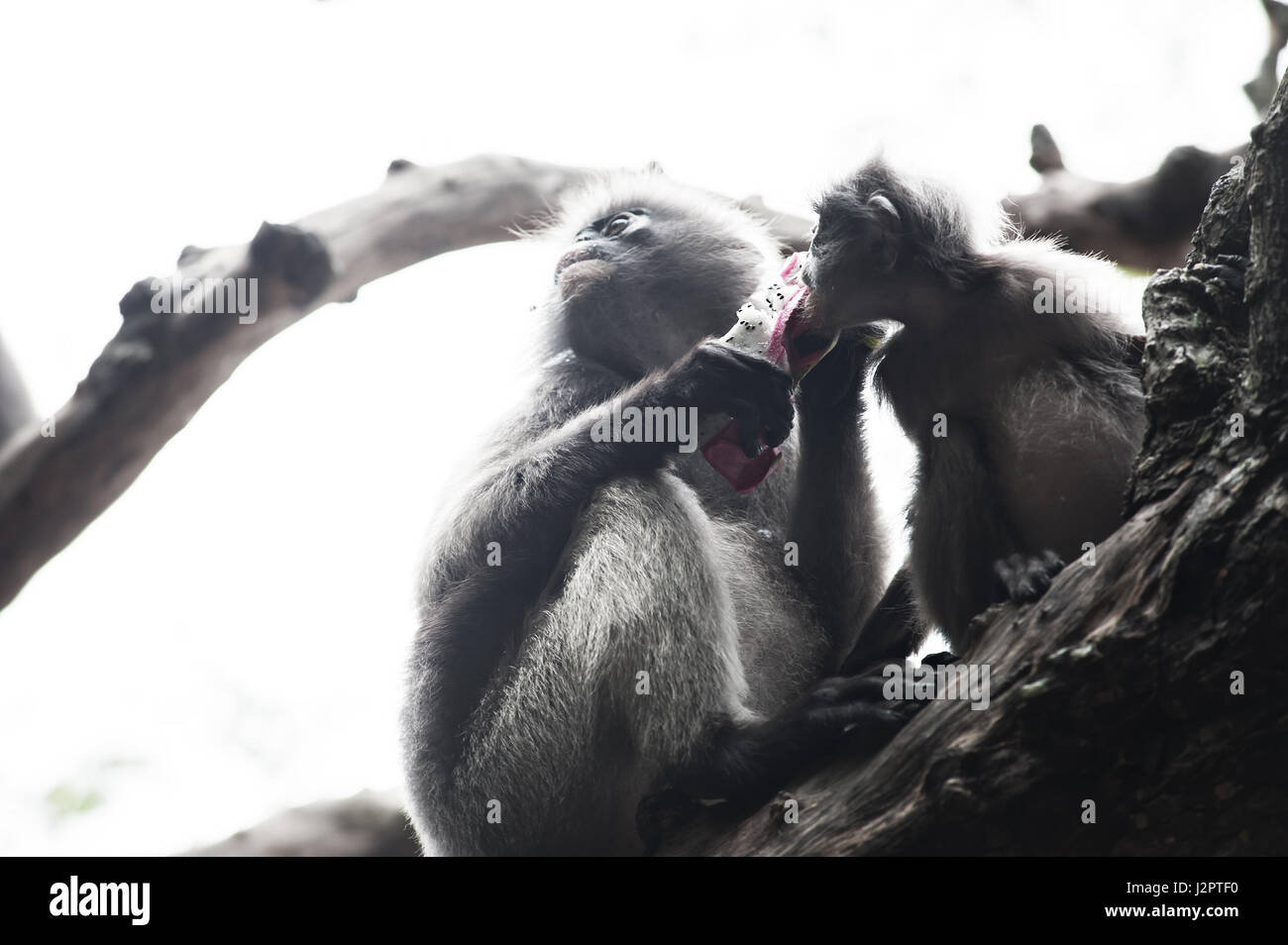 Baby and mother dusky leaf monkey, Spectacled Langur in Thailand Stock ...