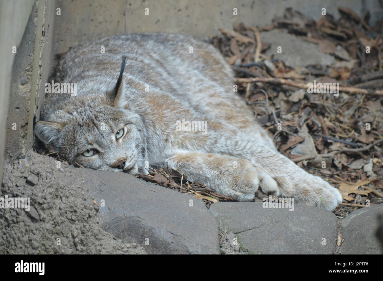 Lynx eyes hi-res stock photography and images - Alamy