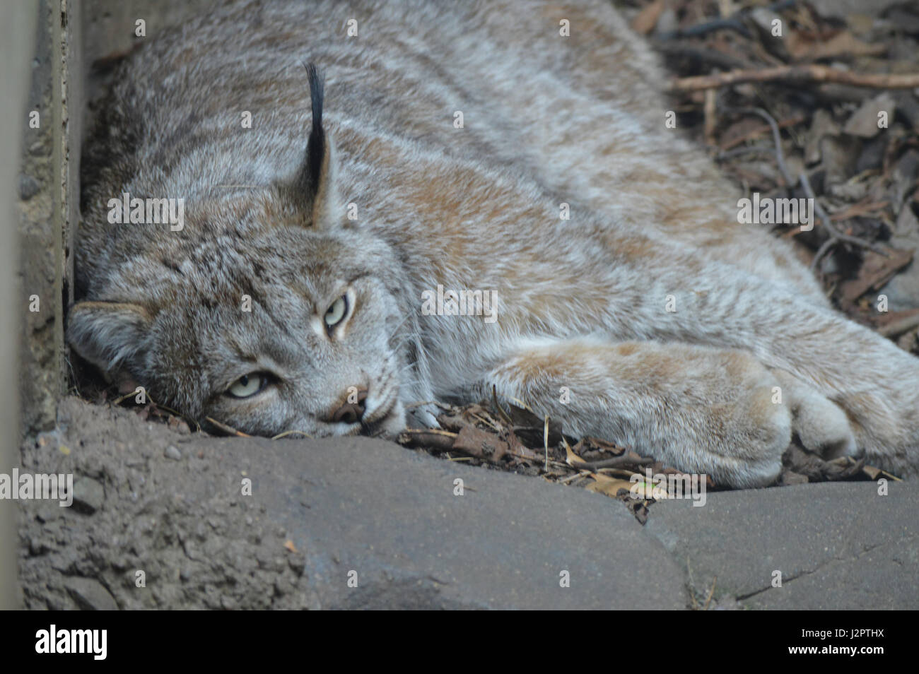 Lynx lying down hi-res stock photography and images - Alamy