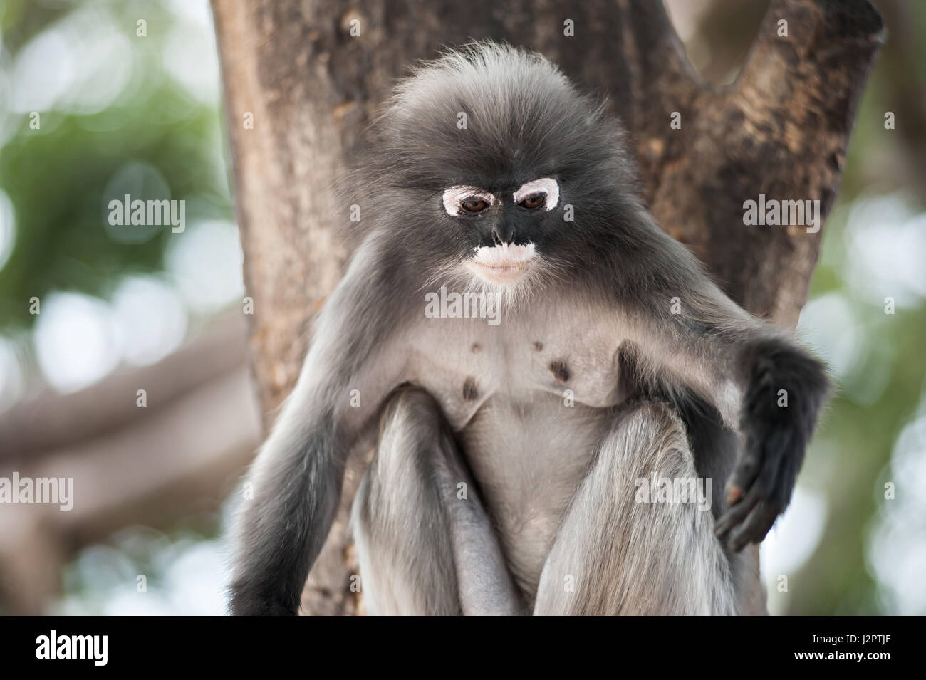 Ape leaf rain hi-res stock photography and images - Alamy