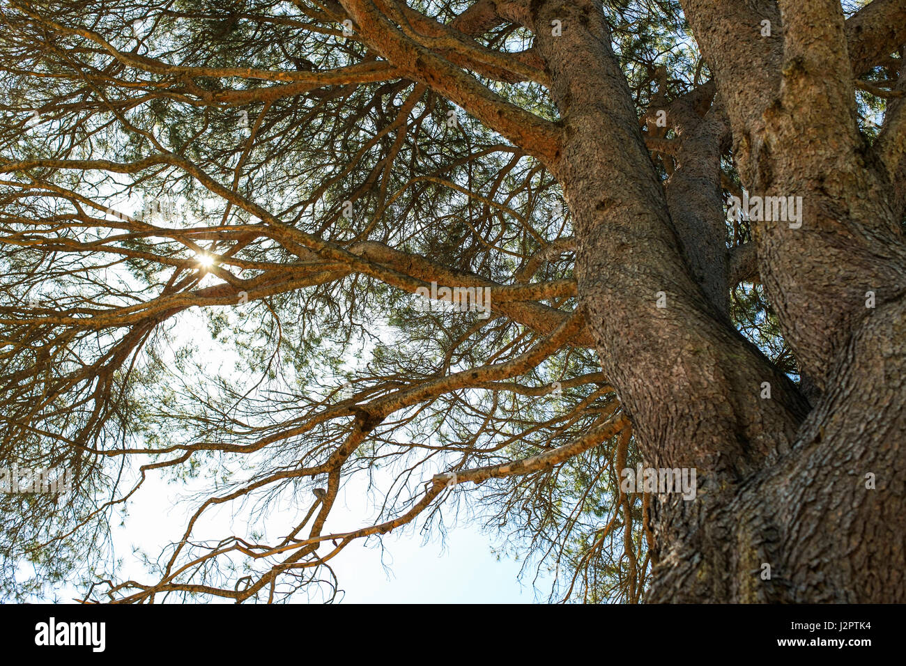 Under Aleppo pine tree, looking up towards the sun producing a flare ...