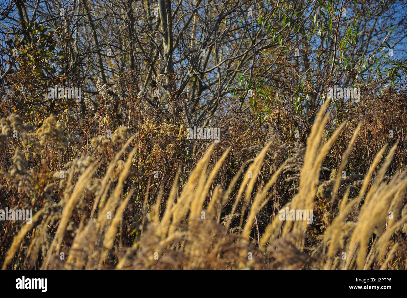 sunny polish autumn in the meadow Stock Photo - Alamy