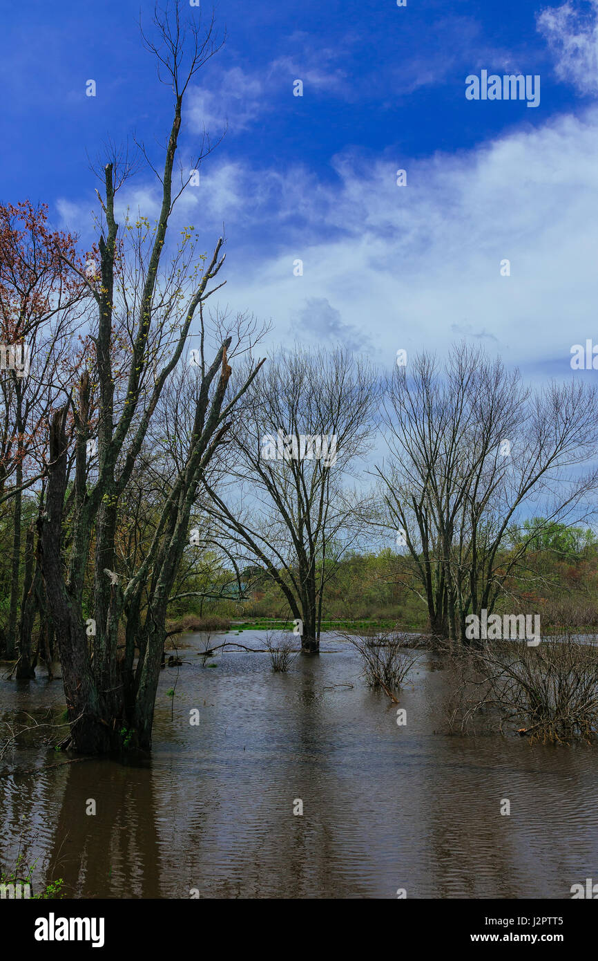 Flood in spring forest hi-res stock photography and images - Alamy