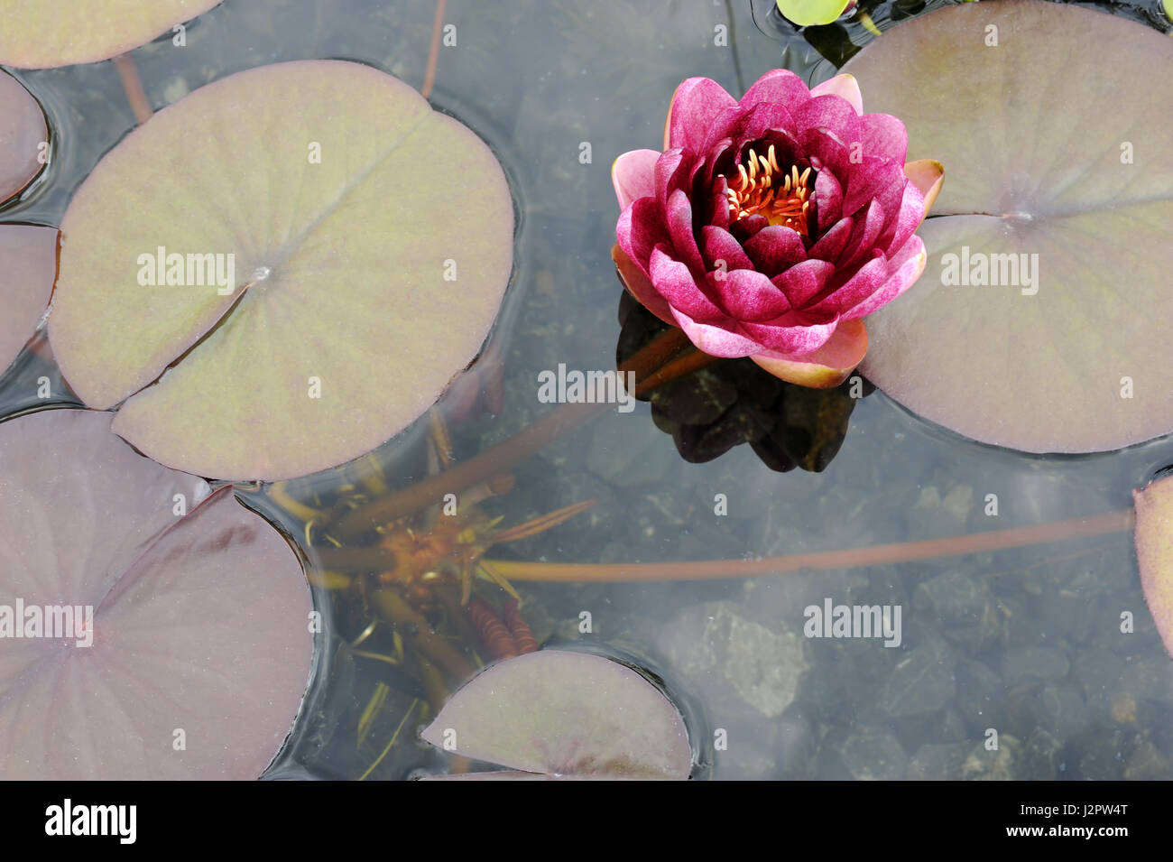 Conqueror flower hi-res stock photography and images - Alamy