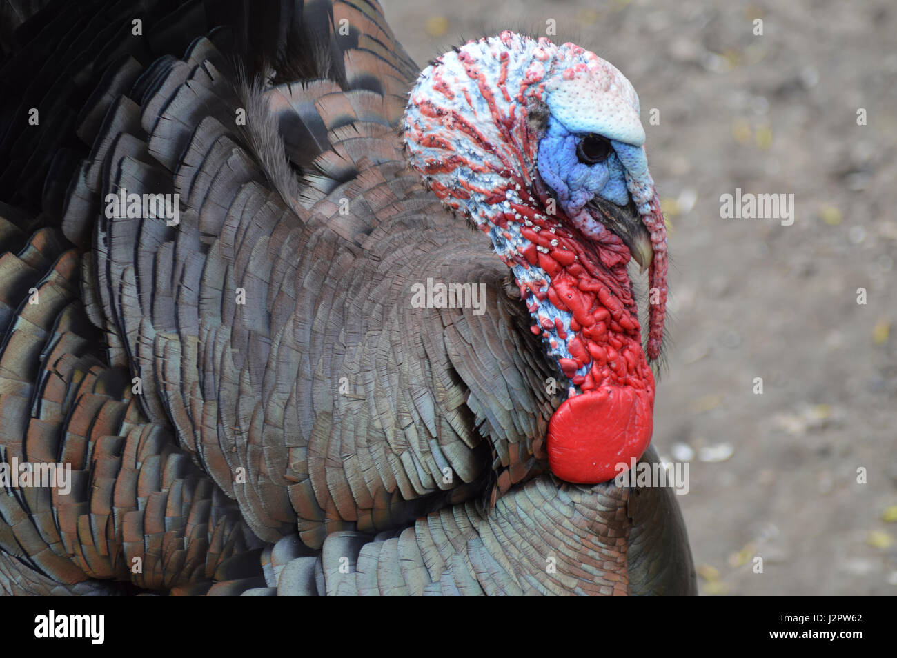 Turkey face and neck hi-res stock photography and images - Alamy