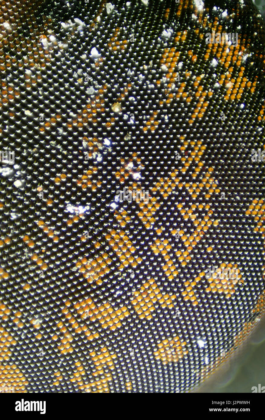 Fly's eye close-up view. Microscopic world Stock Photo - Alamy