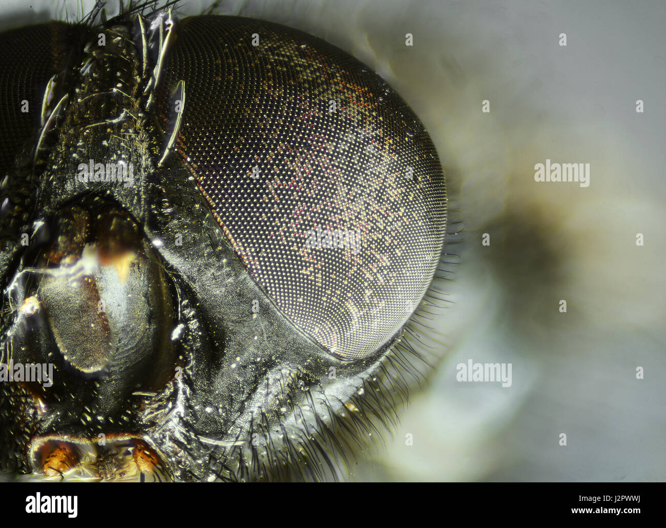 Fly's eye close-up view. Microscopic world Stock Photo - Alamy