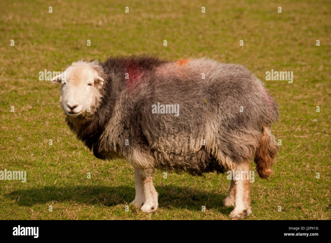 Herdwick Sheep in The Lake District Stock Photo - Alamy