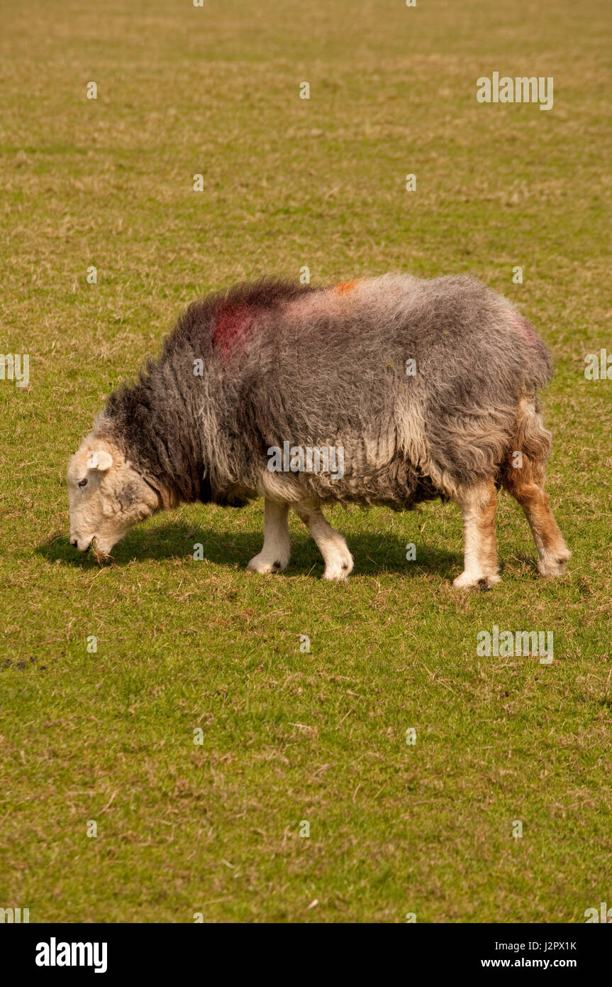 Herdwick Sheep in The Lake District Stock Photo - Alamy