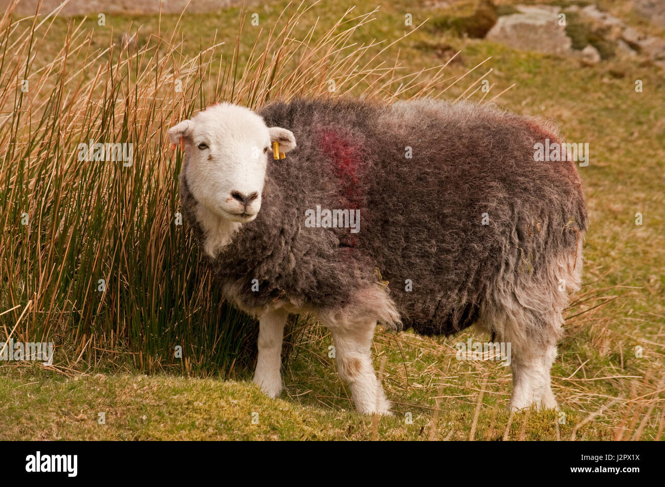 Herdwick Sheep in The Lake District Stock Photo - Alamy