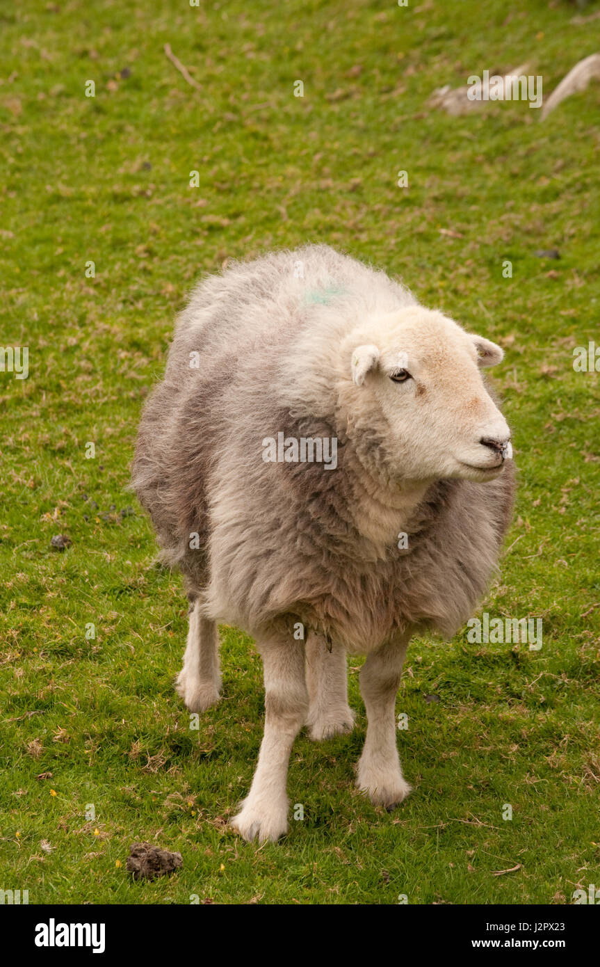 Herdwick Sheep in The Lake District Stock Photo - Alamy