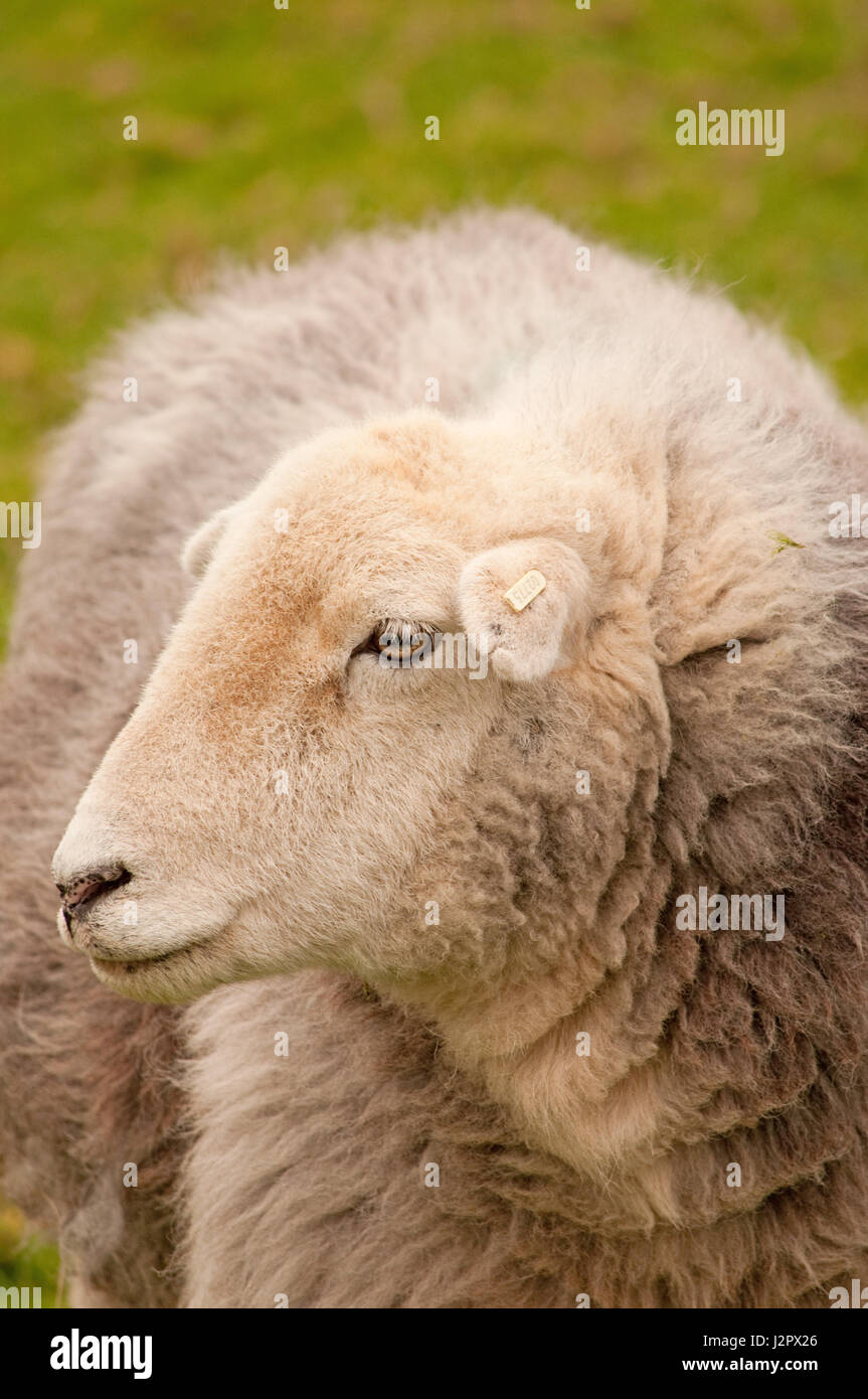 Herdwick Sheep in The Lake District Stock Photo - Alamy