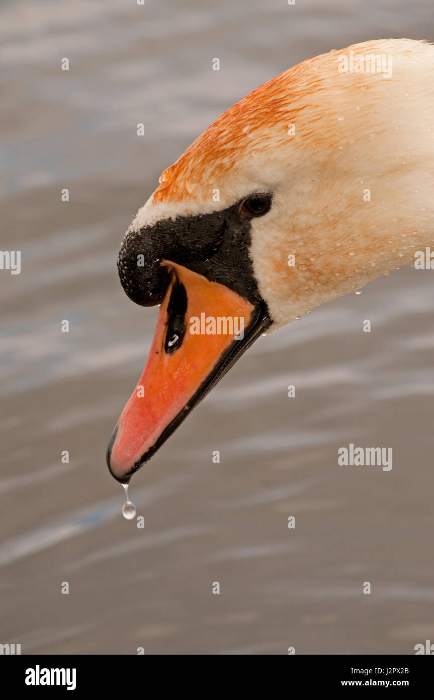 Mute Swan Head with water droplets from the beak Stock Photo - Alamy