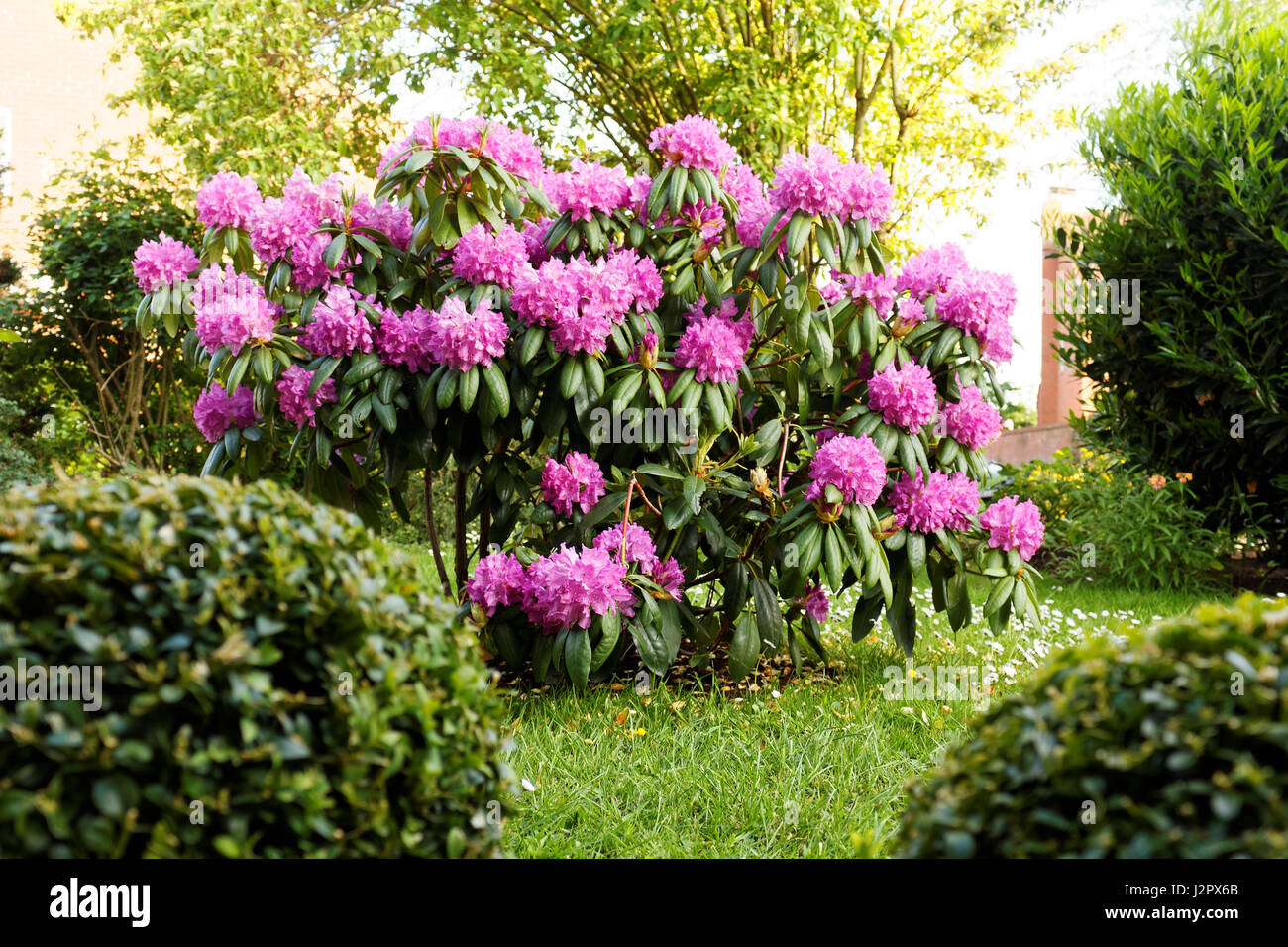 Rhododendron arboretum hi-res stock photography and images - Alamy