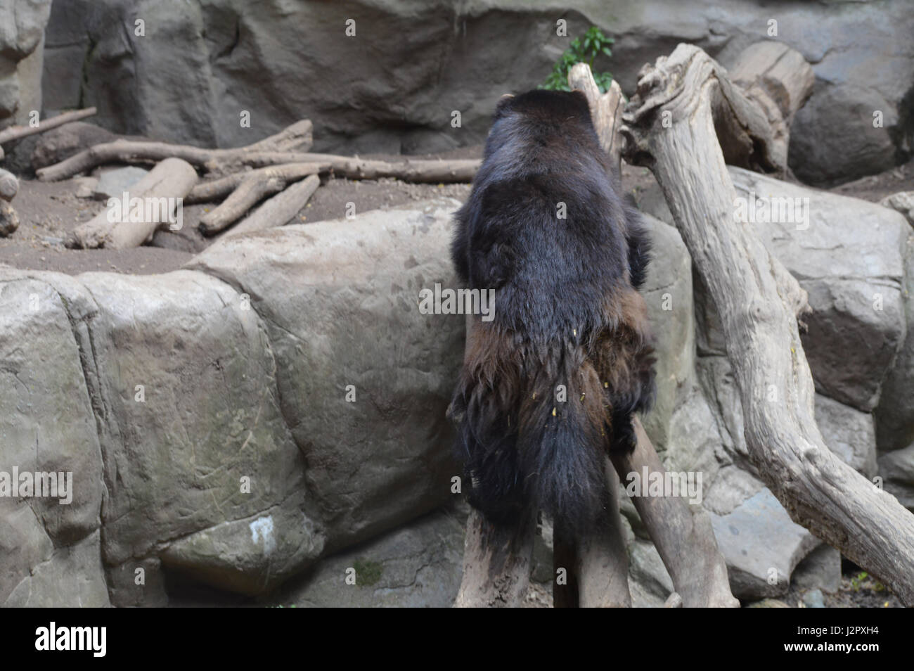 Wolverine claws hi-res stock photography and images - Alamy