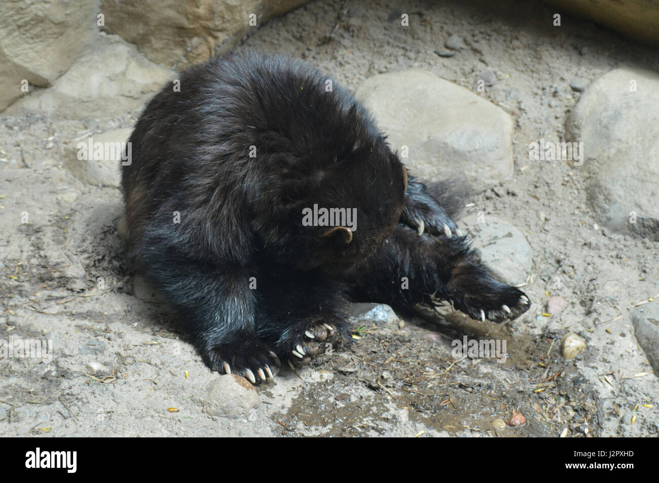 Wolverine claws hi-res stock photography and images - Alamy