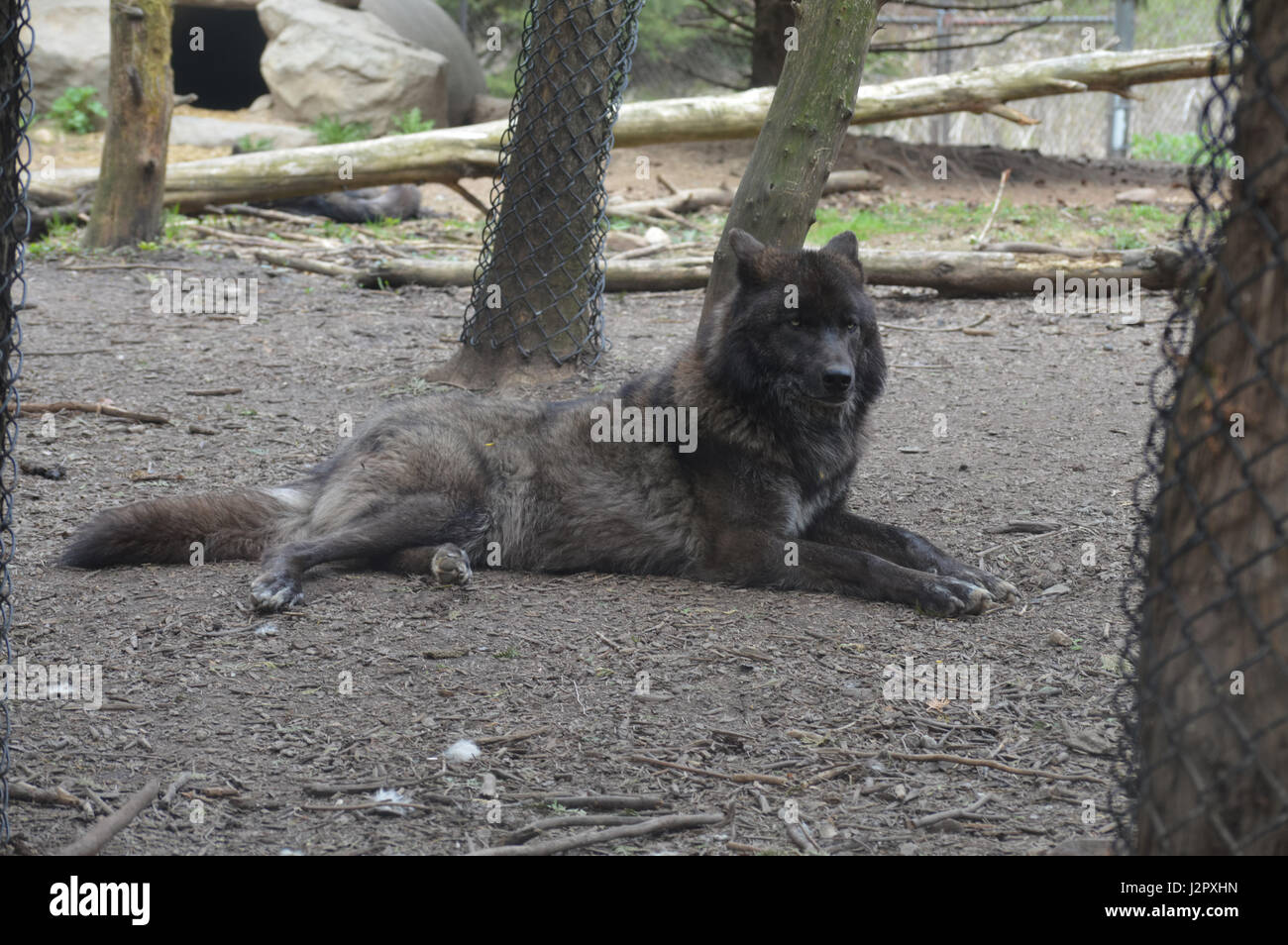 Black wolf face hi-res stock photography and images - Alamy