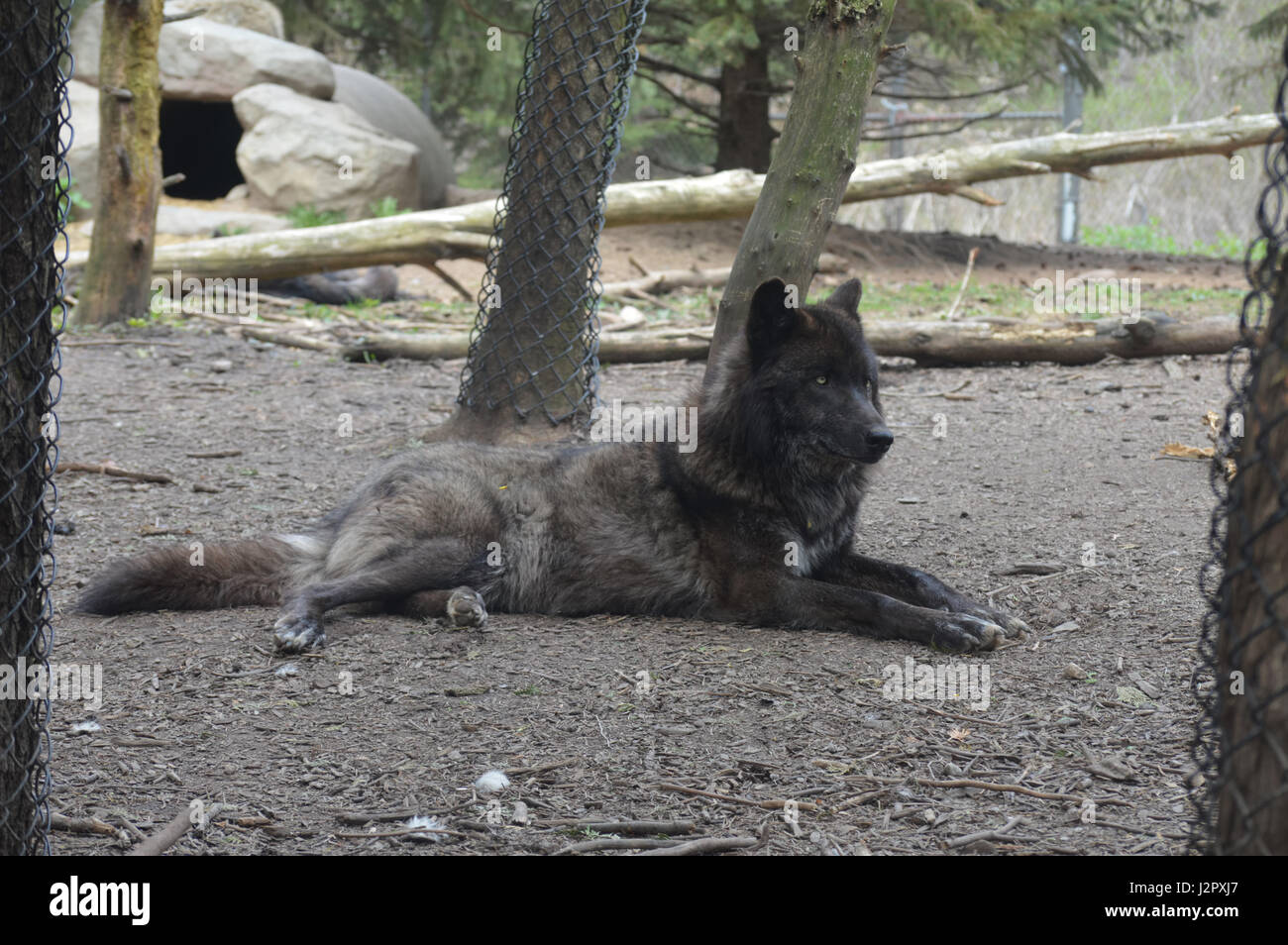 Wolf down hi-res stock photography and images - Alamy