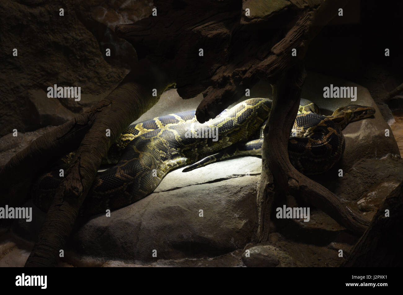 Brown and yellow snake hi-res stock photography and images - Alamy